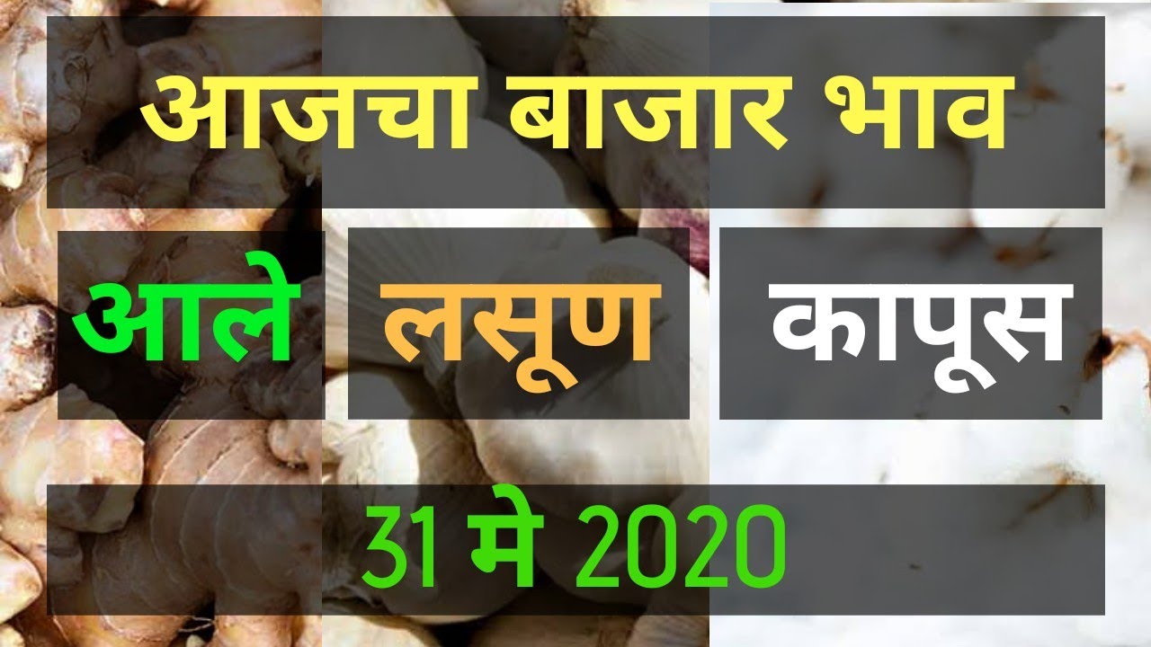 आले/अद्रक,लसूण,कापूस बाजार भाव | Ginger Garlic Cotton Market Rate Today ...