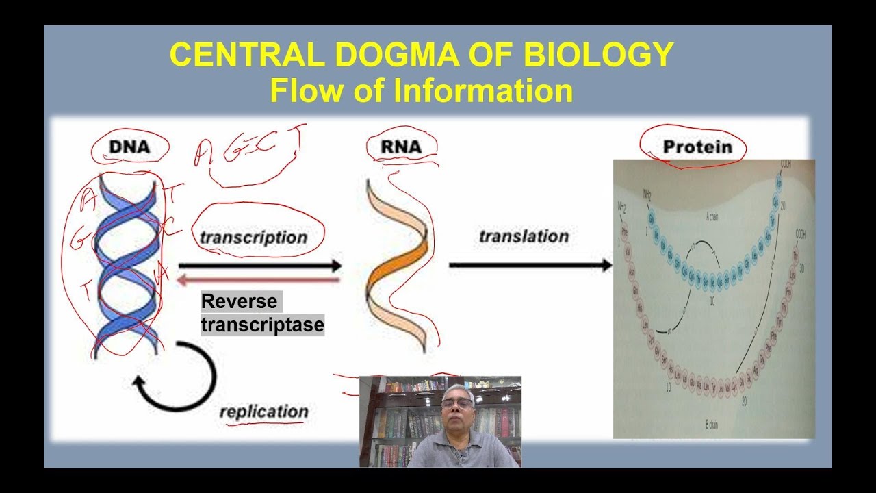 central dogma of biology - YouTube