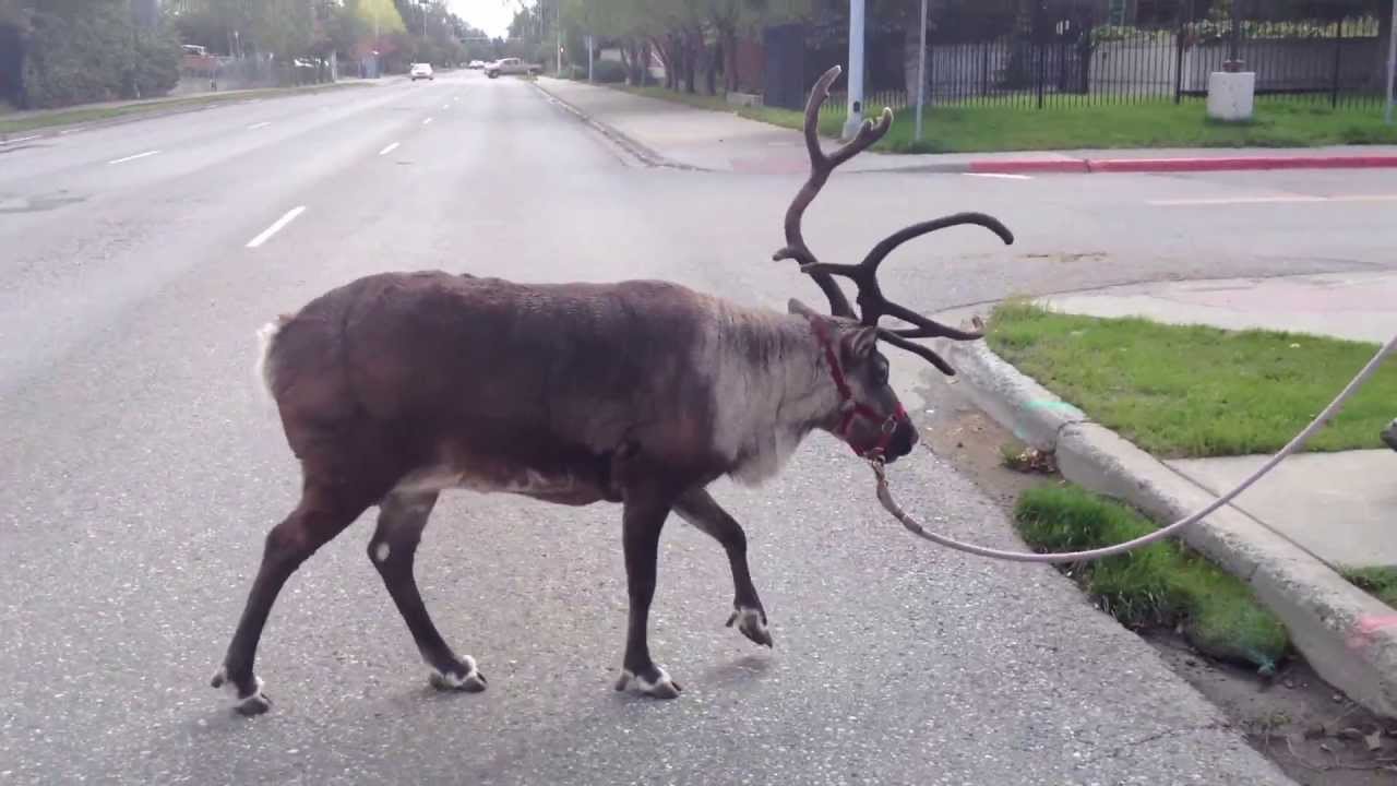 Star the Reindeer - YouTube