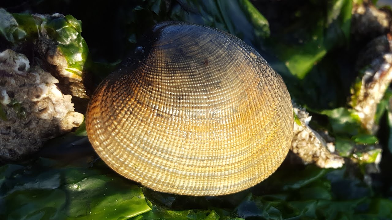 Coastal foraging for Hard Shell Clams. - YouTube