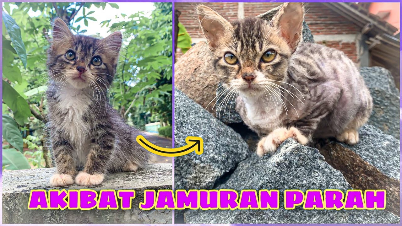 KUCING GUNDUL LION CUT AKIBAT JAMURAN PARAH GAK SEMBUH😭 - YouTube
