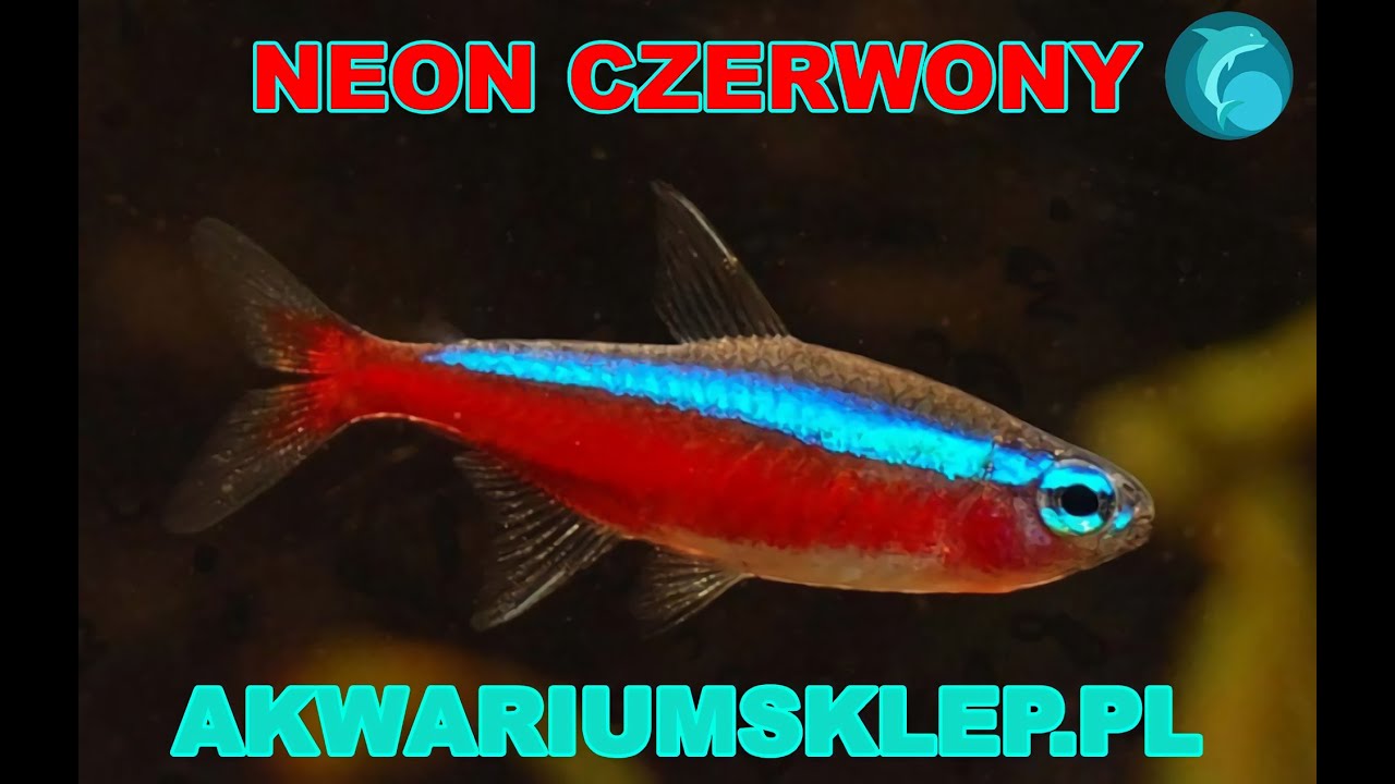 Neon czerwony. Neon Axelroda. Przegląd - YouTube