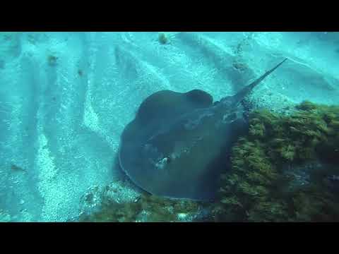 Rato do Mar - YouTube