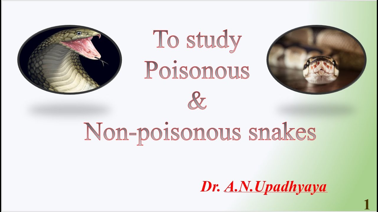 Poisonous and Non poisonous snakes - YouTube