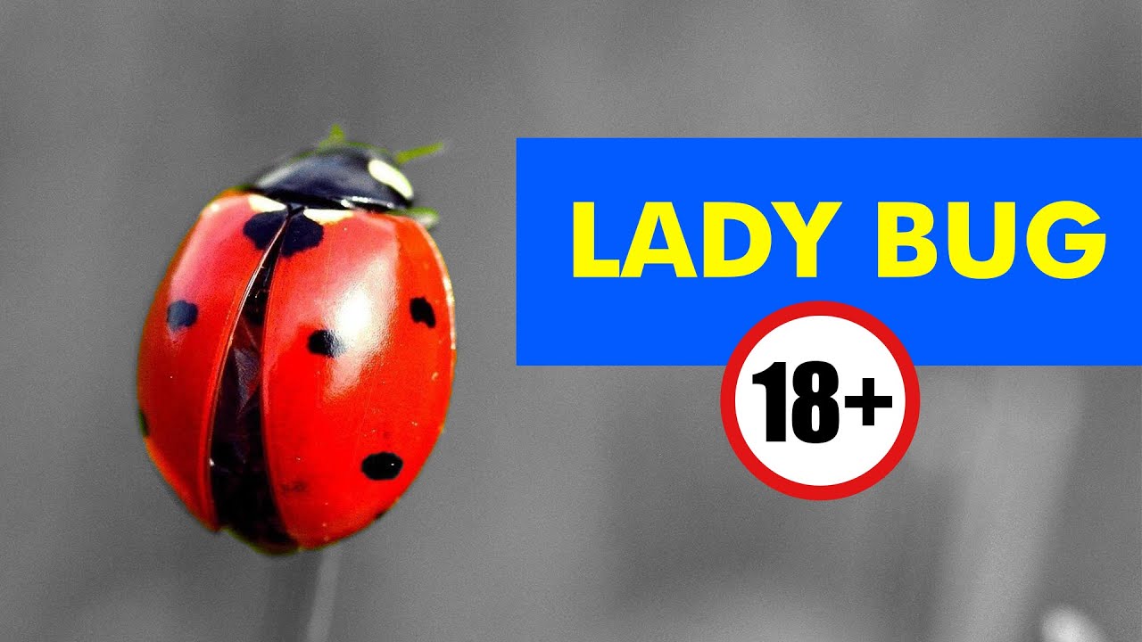 WARNING : ZOOM LADY BUG HANYA UNTUK DEWASA | RUSAKIN - YouTube