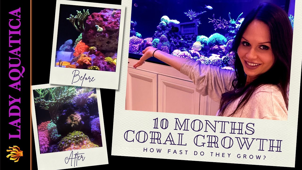How Fast do Corals Grow? My 10 Month Comparison - YouTube