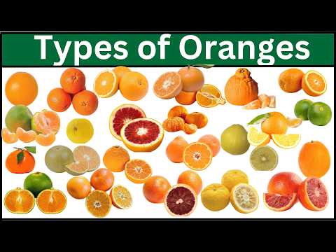 Types of Oranges | Explore 60 Orange Varieties Around the World