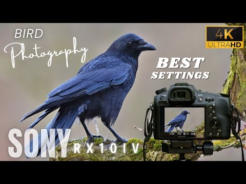Sony Rx10 IV - Best Setting for Shooting wildlife & Bird Photography | Sony 24-600mm SUPER ZOOM