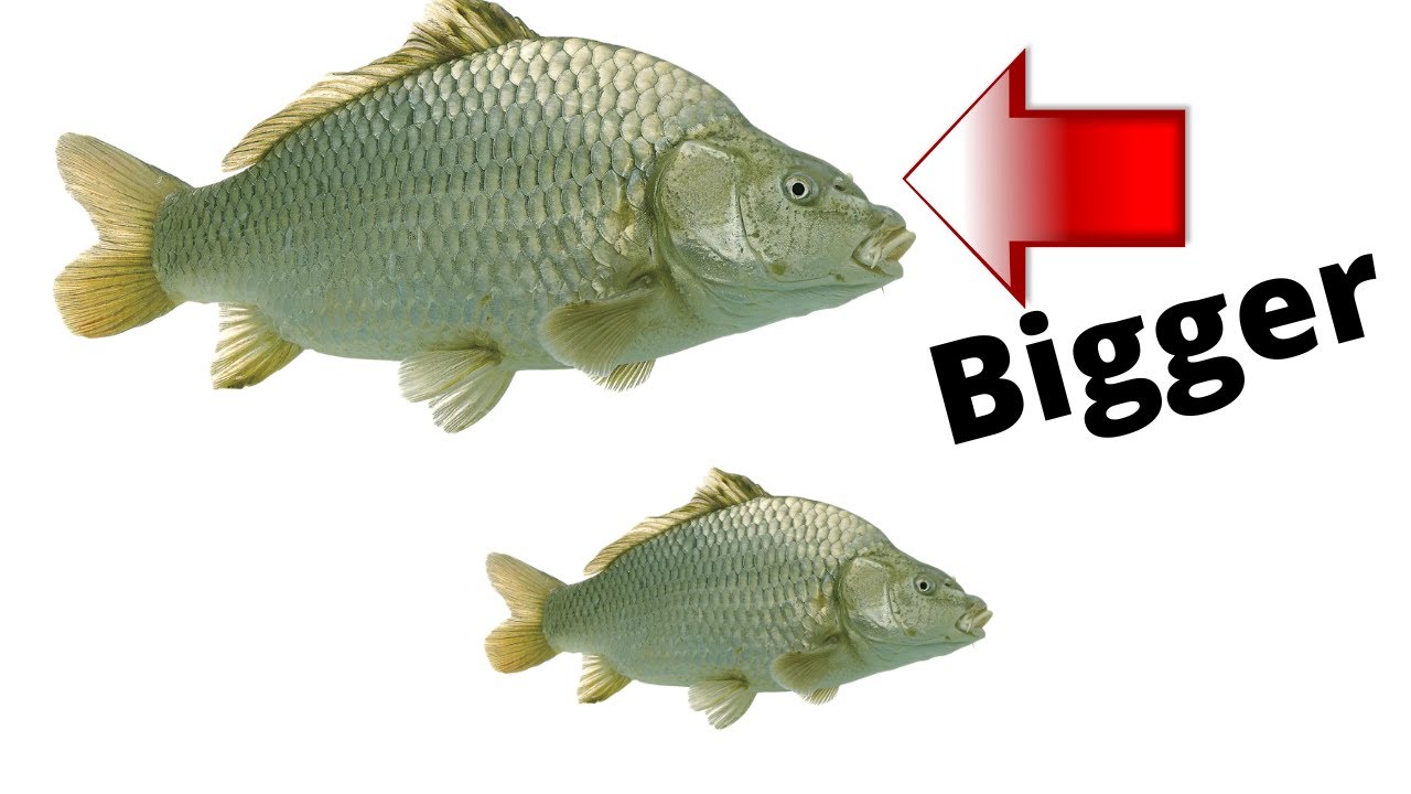 There's always a bigger fish (Transformers Stop-motion) - YouTube