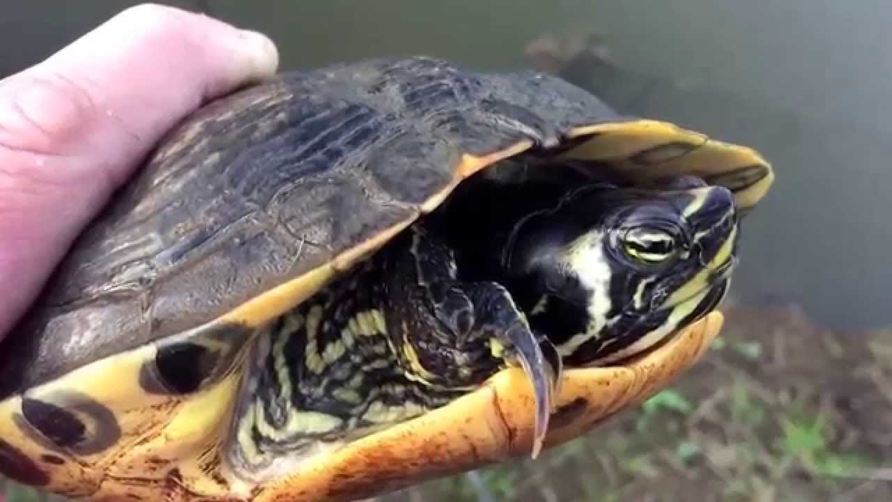 *YELLO TERRAPIN TURTLE* Caught on fishing Rod - Sump Skildpadde fra ...