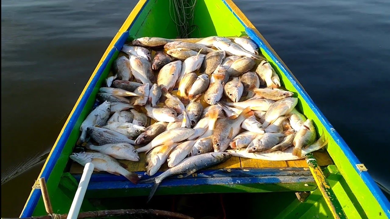 lagi strike ikan rebanu tompel tarikannya bertubi tubi tangan rasanya ...