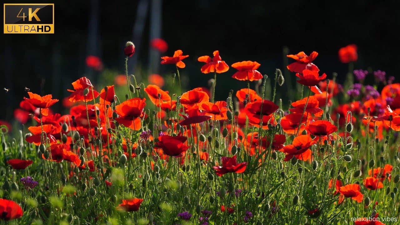 Spring Wildflowers 🌸+ Healing Peaceful Piano Music 🎶4K - YouTube