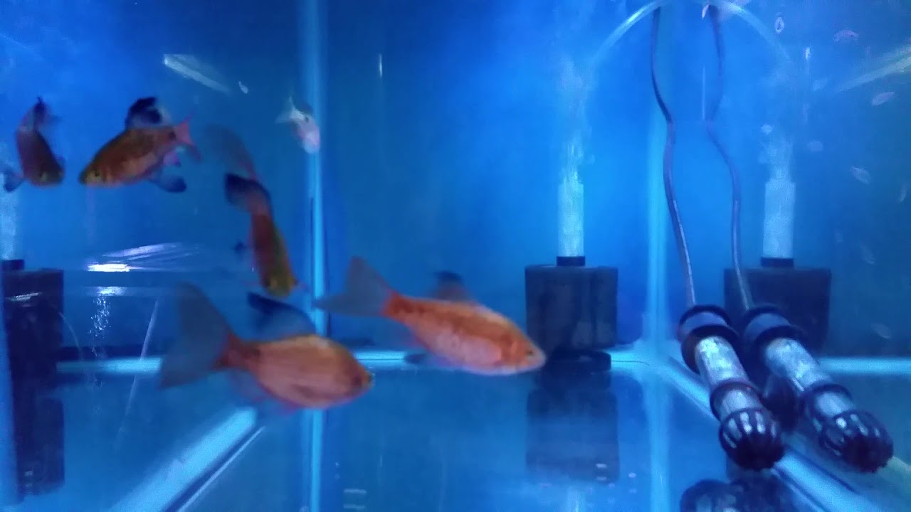 Long Finned Neon Rosy Barbs - YouTube