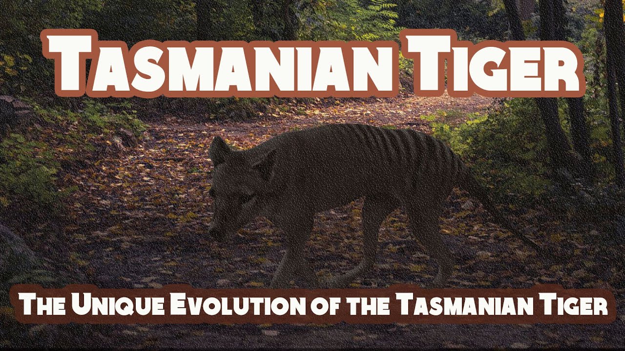 The Unique Evolution of the Tasmanian Tiger: A Marsupial Apex Predator ...