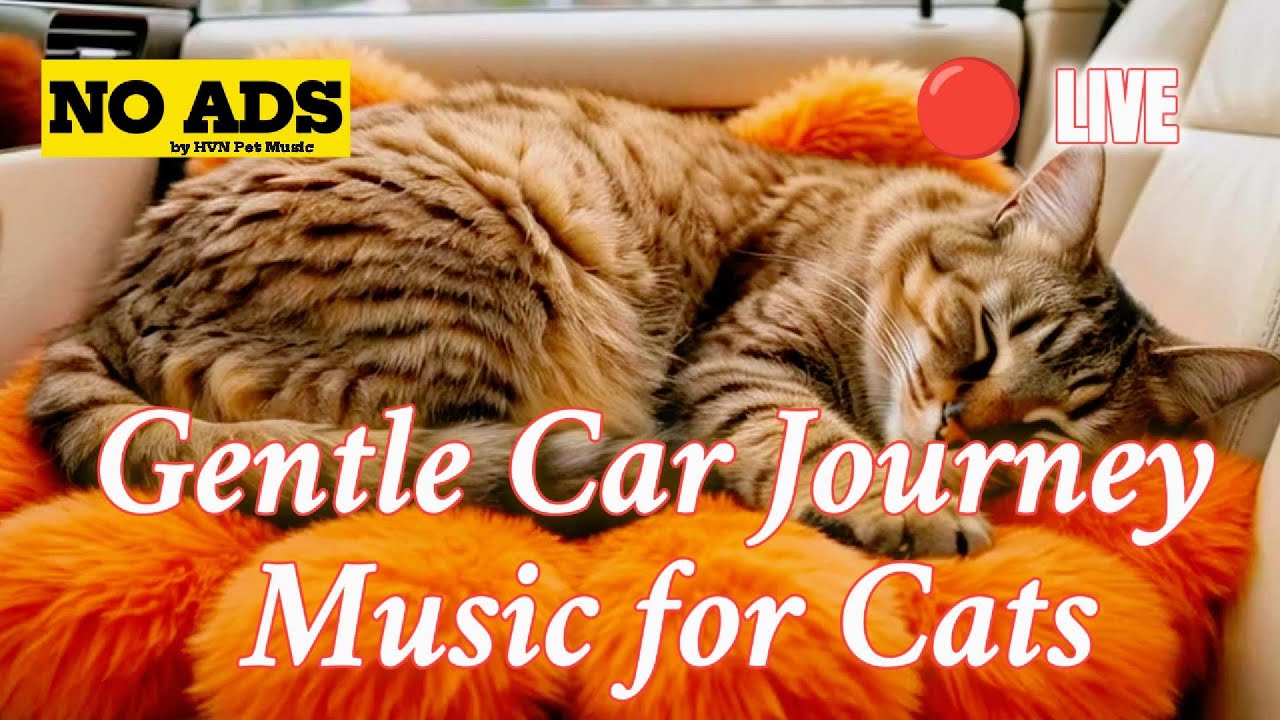 🔴 [LIVE] Soothing Sounds for Cats | Gentle Snoring & Car Ride ASMR to ...