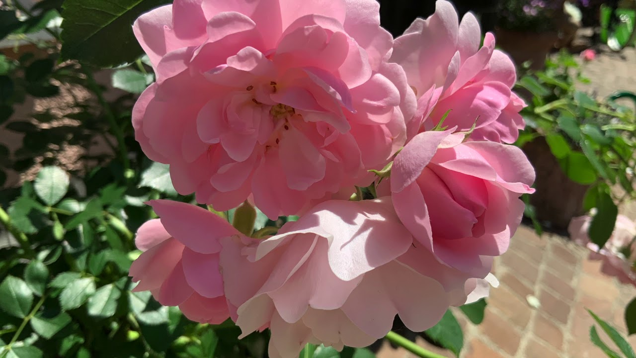 Rainer Maria Rilke "Das Rosen-Innere" (Höraufnahme, kein Live Video ...