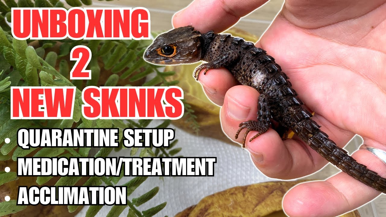PROJECT MINI DRAGON | How to Treat and Acclimate Red-Eyed Crocodile ...