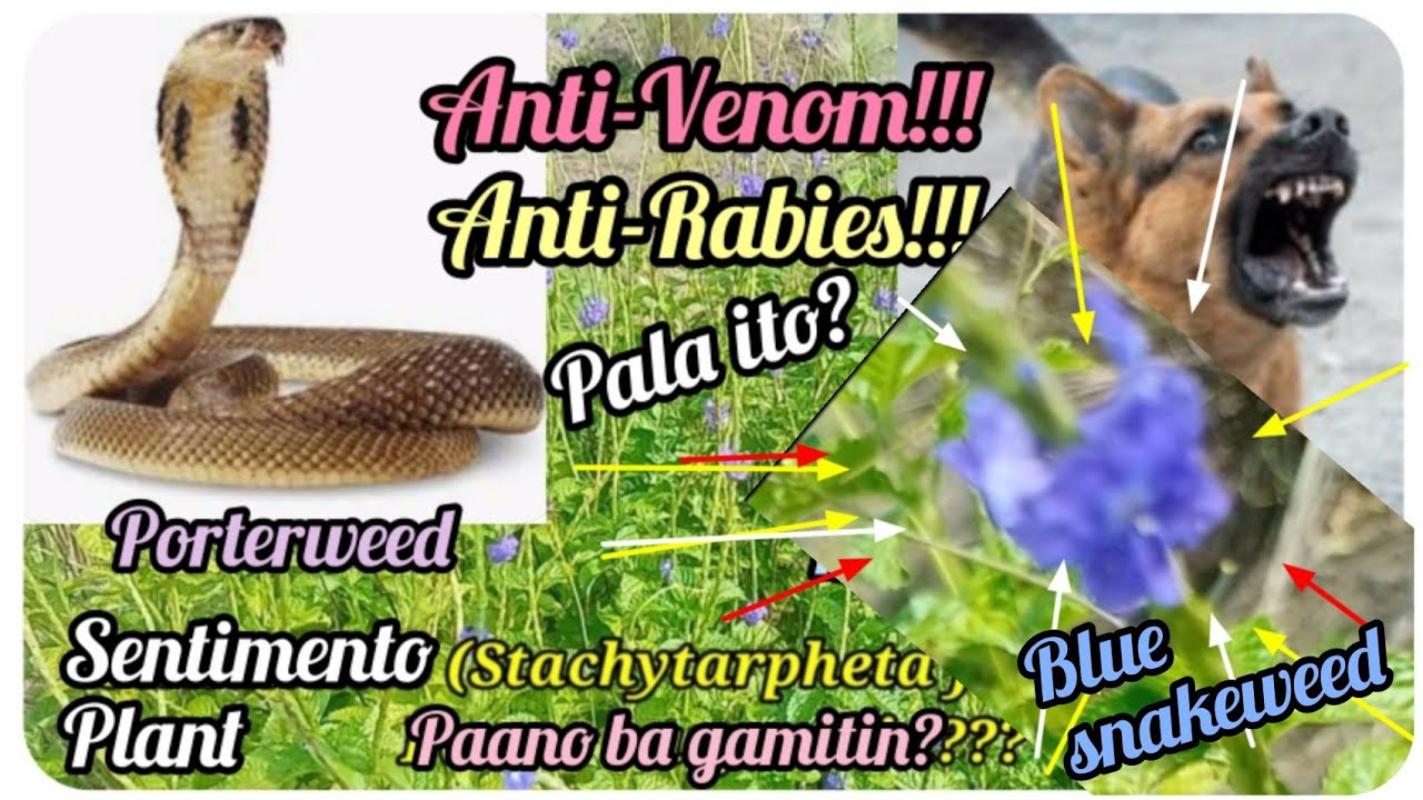 『Blue snake weed/ Sentimento plant』〘Paano gamitin?〙 - YouTube