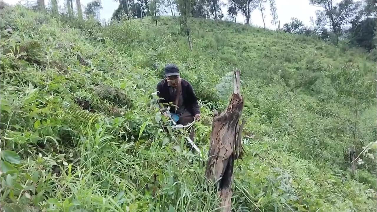 Luaj teb zaub nyuj - YouTube