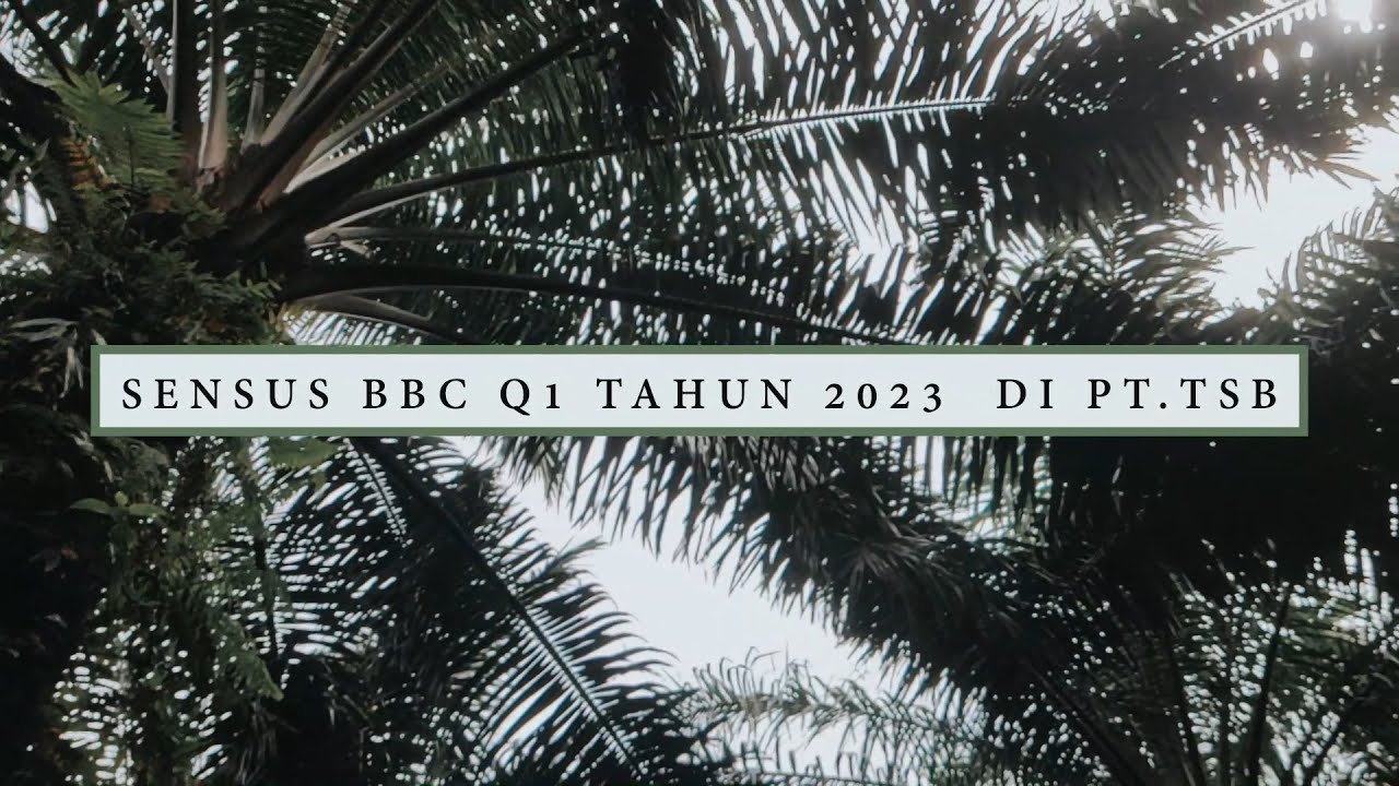 SENSUS BBC Q1 TAHUN 2023 di PT.TSB - YouTube