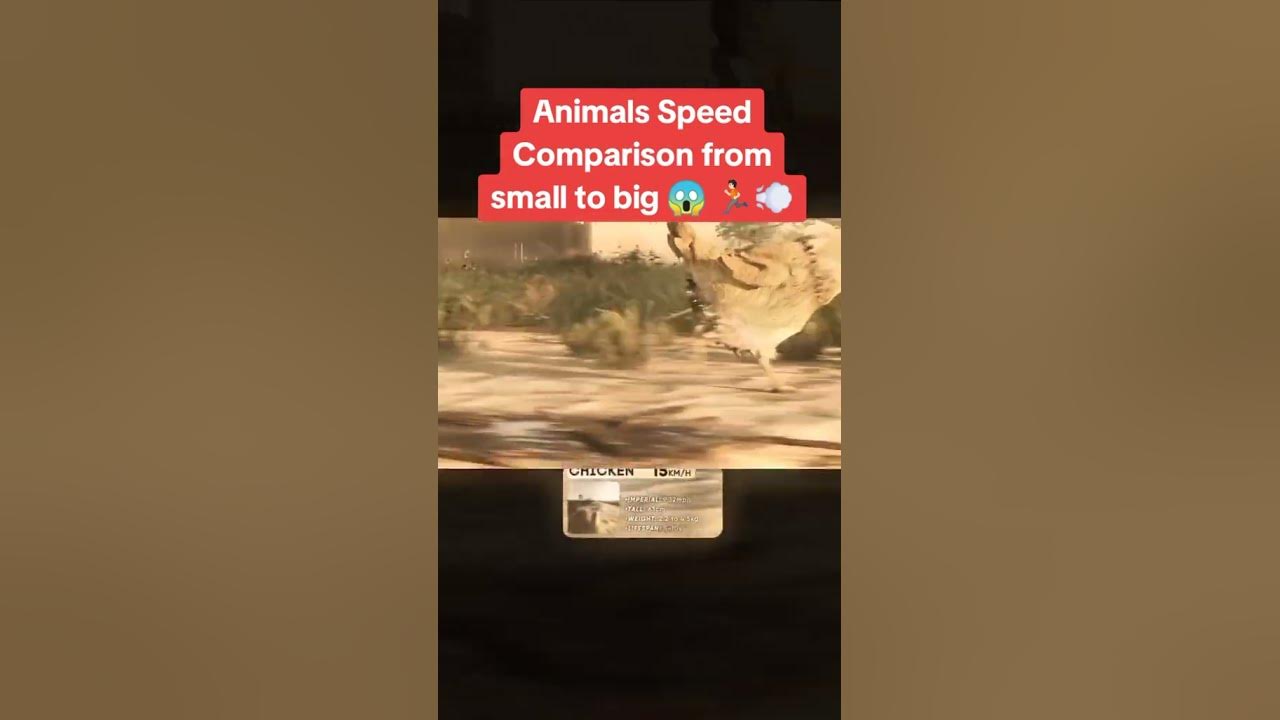 Animal Speed Comparison: From Giants to Tiny Speedsters - YouTube