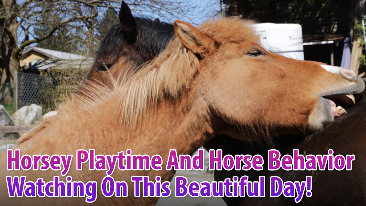 Some Horsey Playtime And Horse Behavior Watching On This Beautiful ...