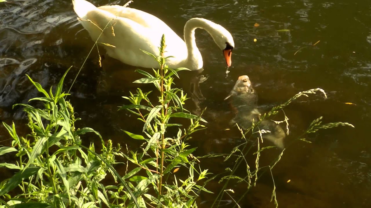 Joutsen syö kalaa / Swan eats fish - YouTube