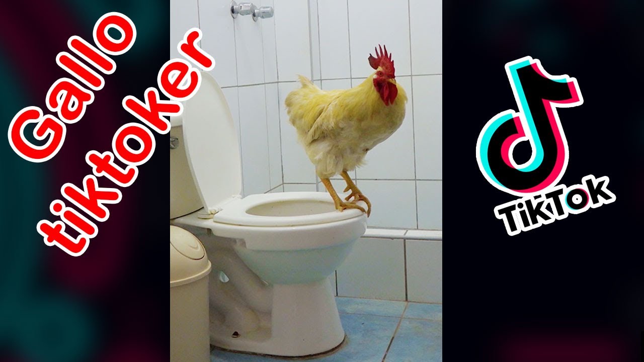 Recopilación videos Lino el Gallo con Botas - YouTube