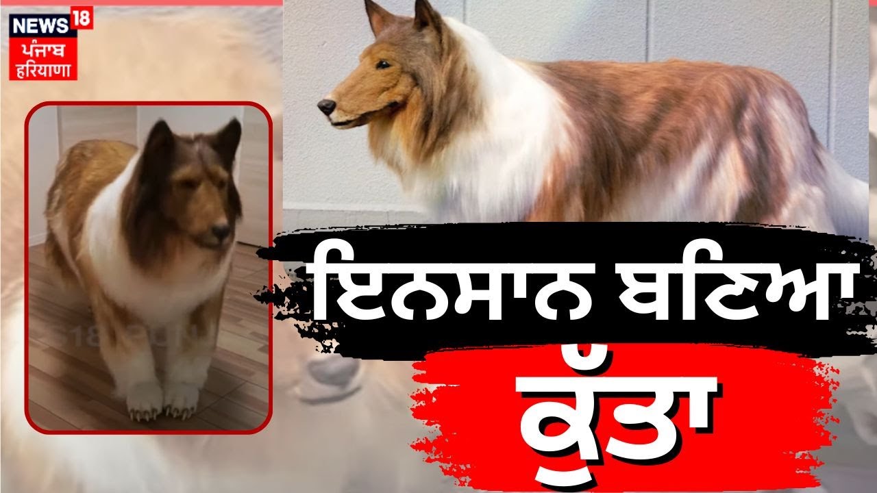 Japan Man Transformers into Dog | ਇਨਸਾਨ ਬਣਿਆ ਕੁੱਤਾ, REALISTIC DOG ...