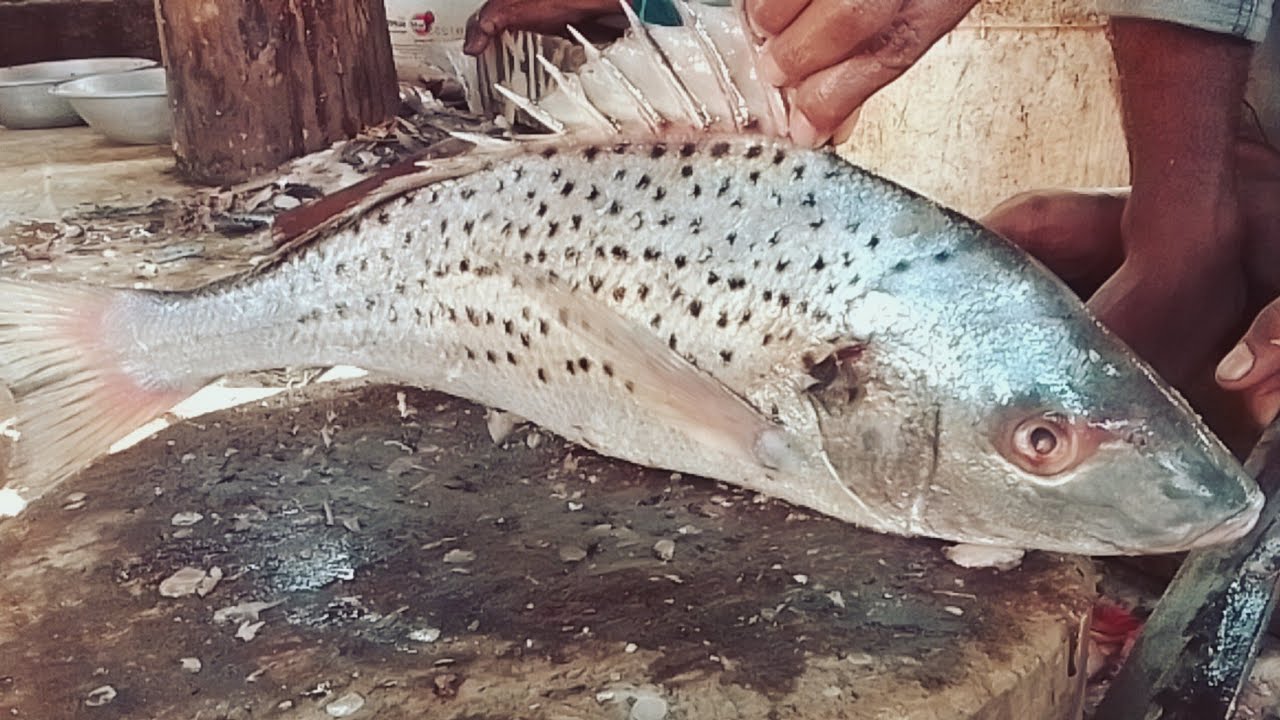 Extreme fish world unlimited||new zealand snapper||fish cutting expert ...