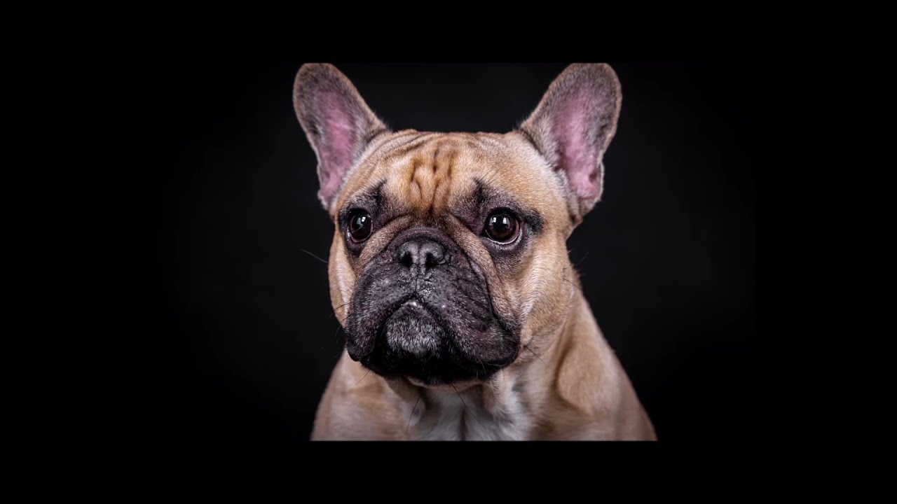 THE BEST of Studio Dog Photoshoot (DOG PHOTO SESSION) - YouTube