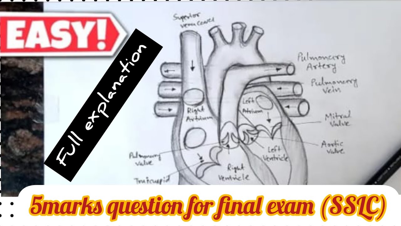 Easy heart diagram with explanation step by step||Study Centre|| - YouTube