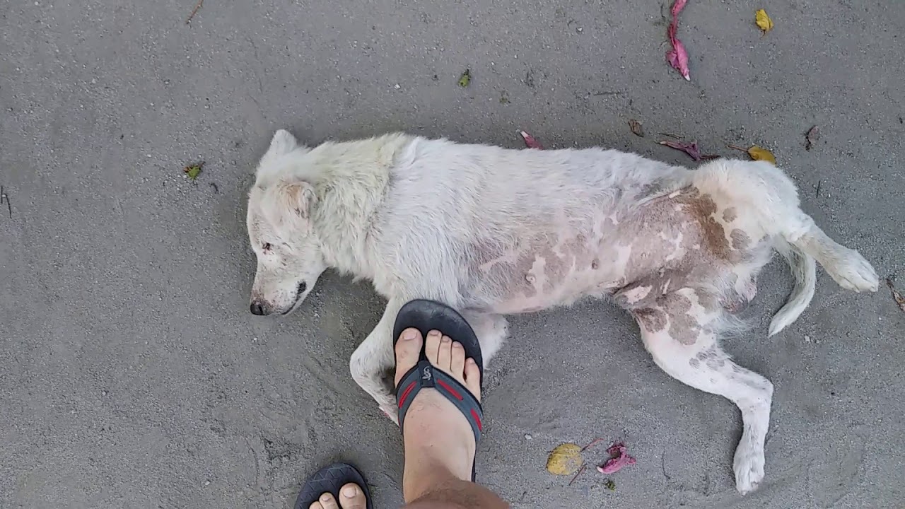 Petting A Pinoy Aspin With My Chinelas - YouTube