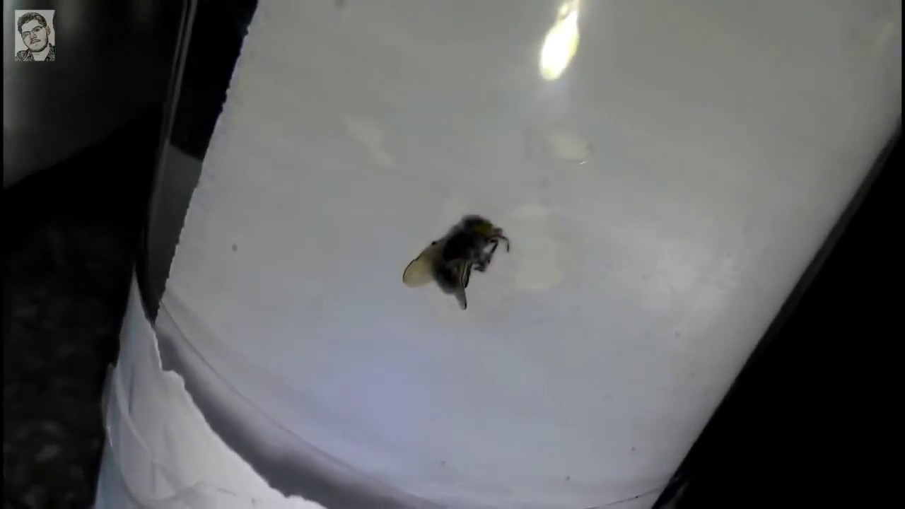 Lab Specimen Warble fly - YouTube