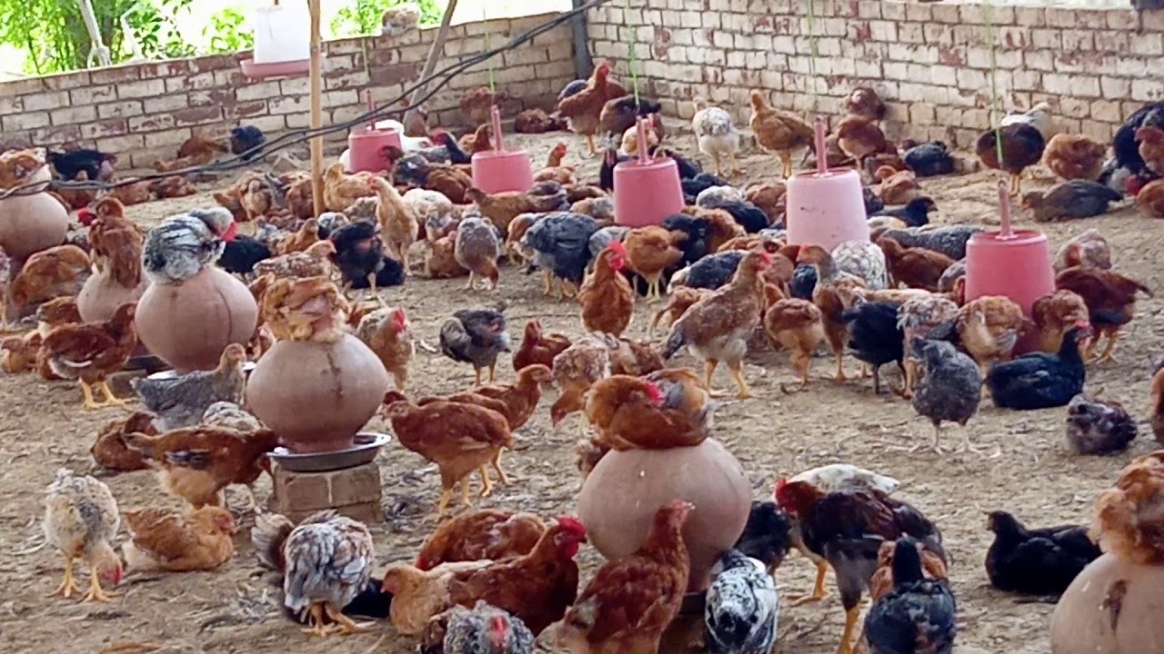 Desi murgi farm in hisar haryana - YouTube