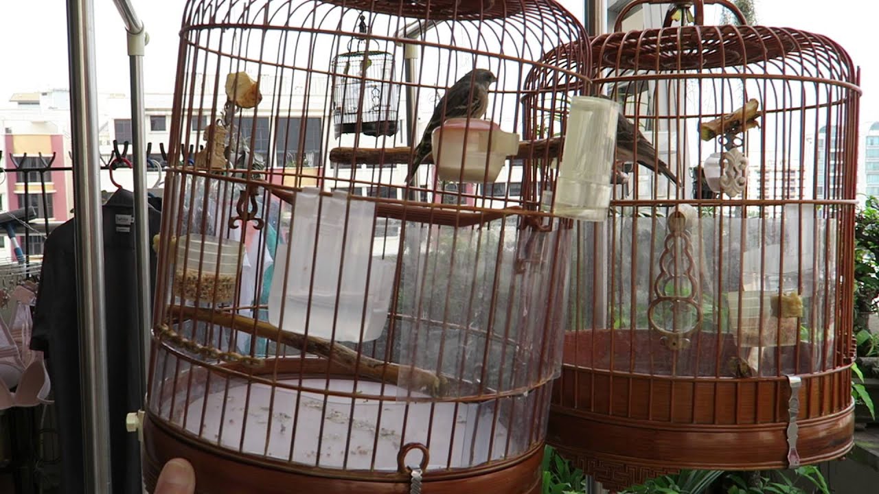 Lemon finch and Grey Finch Bird - YouTube