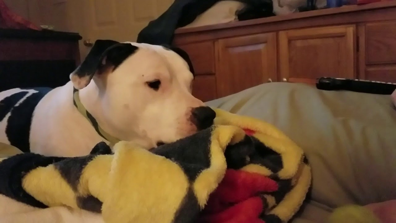 Lukey dog - Who is doing the retrieving here? - YouTube