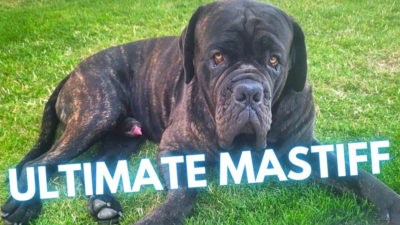 Ultimate Mastiff - TOP 10 Interesting Facts - YouTube