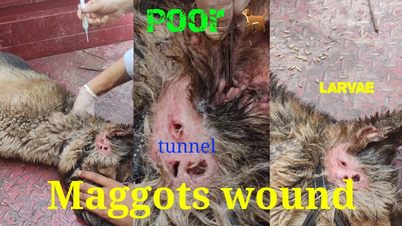 Maggots wound (Myiasis) in dog and hundreds of flies larvae removed 😢 # ...