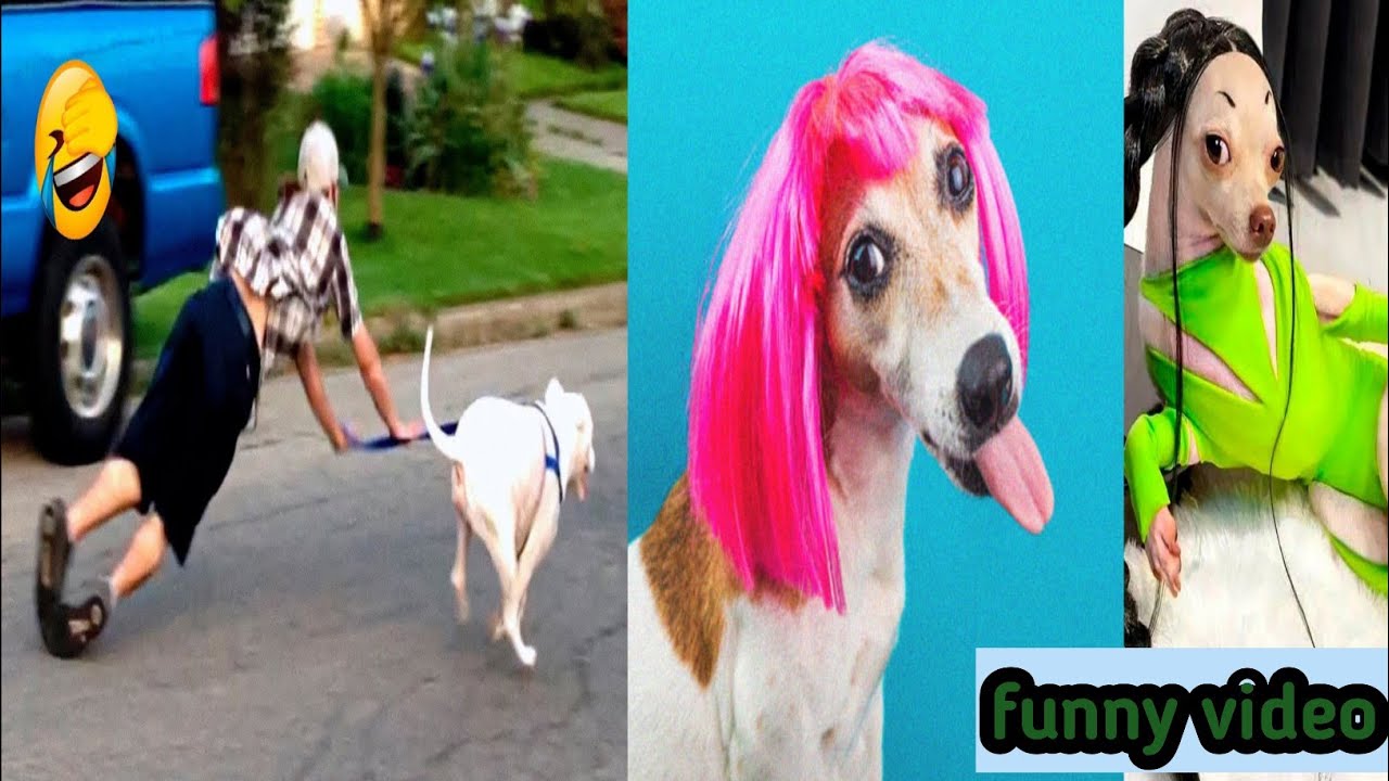 Best animal funny video|Animal Facts video - YouTube