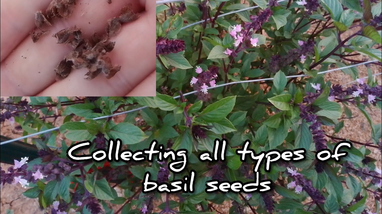 Harvesting basil seed - YouTube