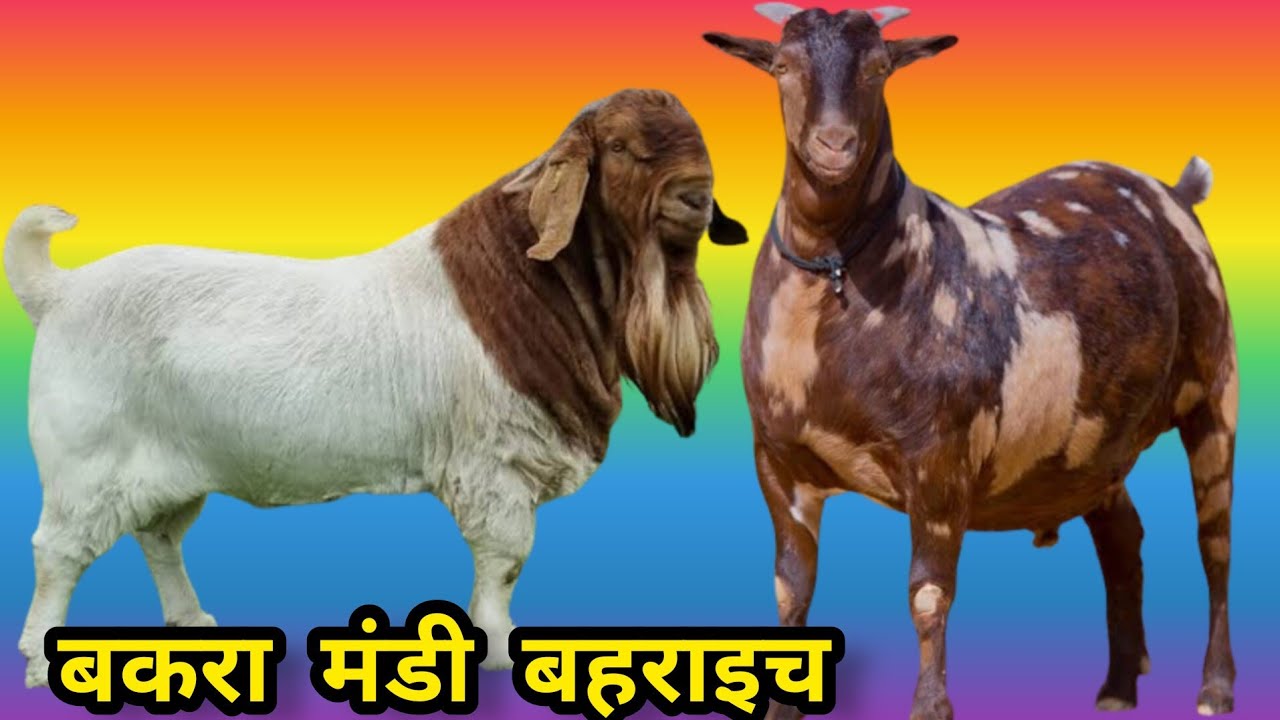 bakra mandee Bahraich huzoorpur Road bkraid ispesal bakra hi bakra ...
