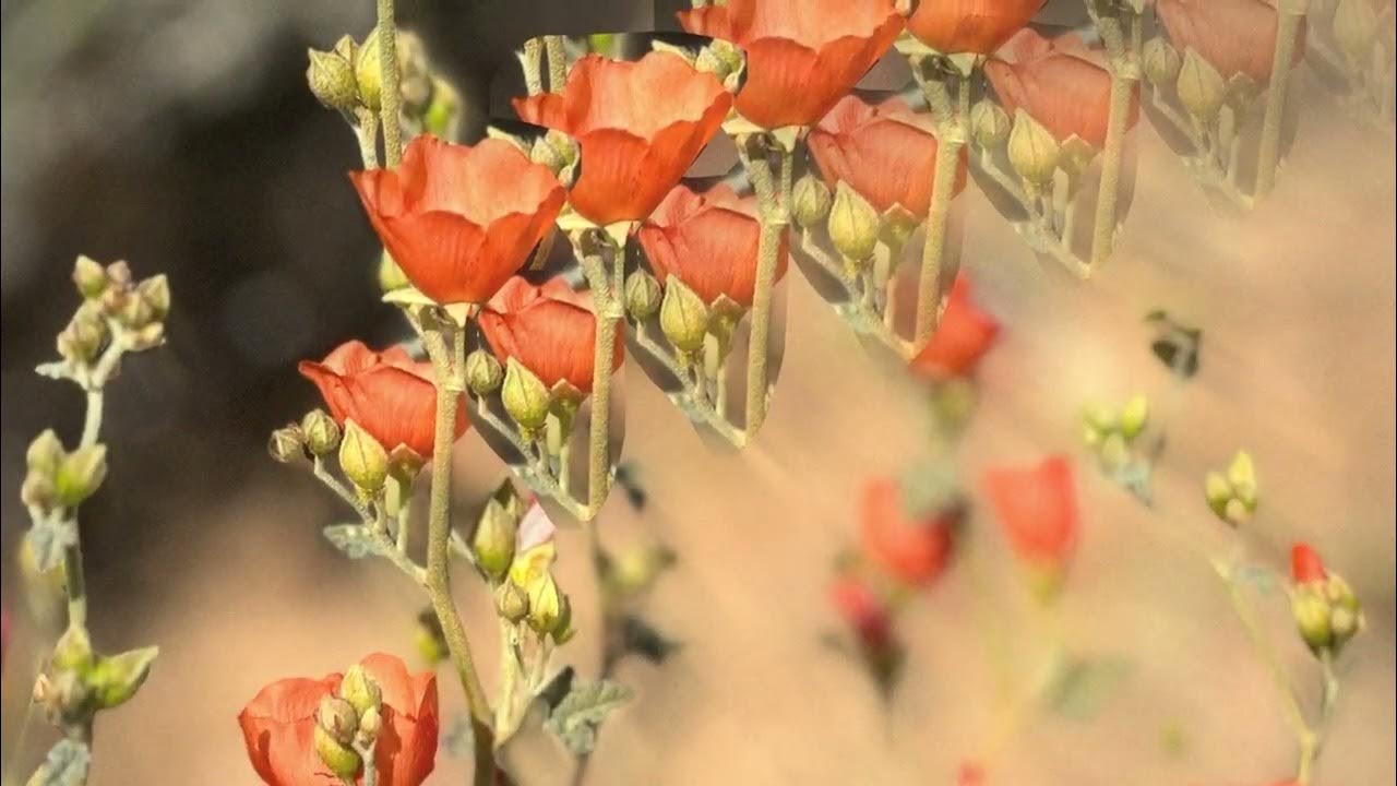 Lara Somogyi Ed Carm And Trever Hagen Remix Visualiser Youtube Music