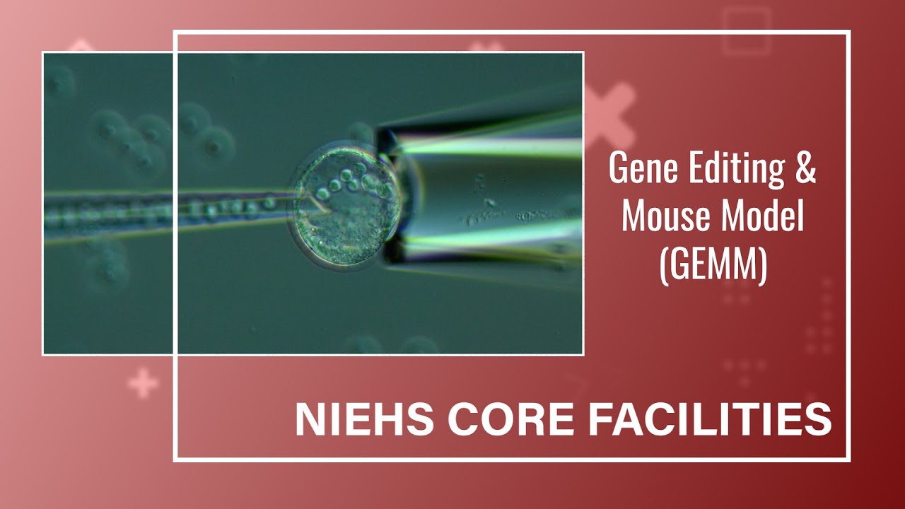 NIEHS Core Facilities - Gene Editing and Mouse Model Core Facility ...