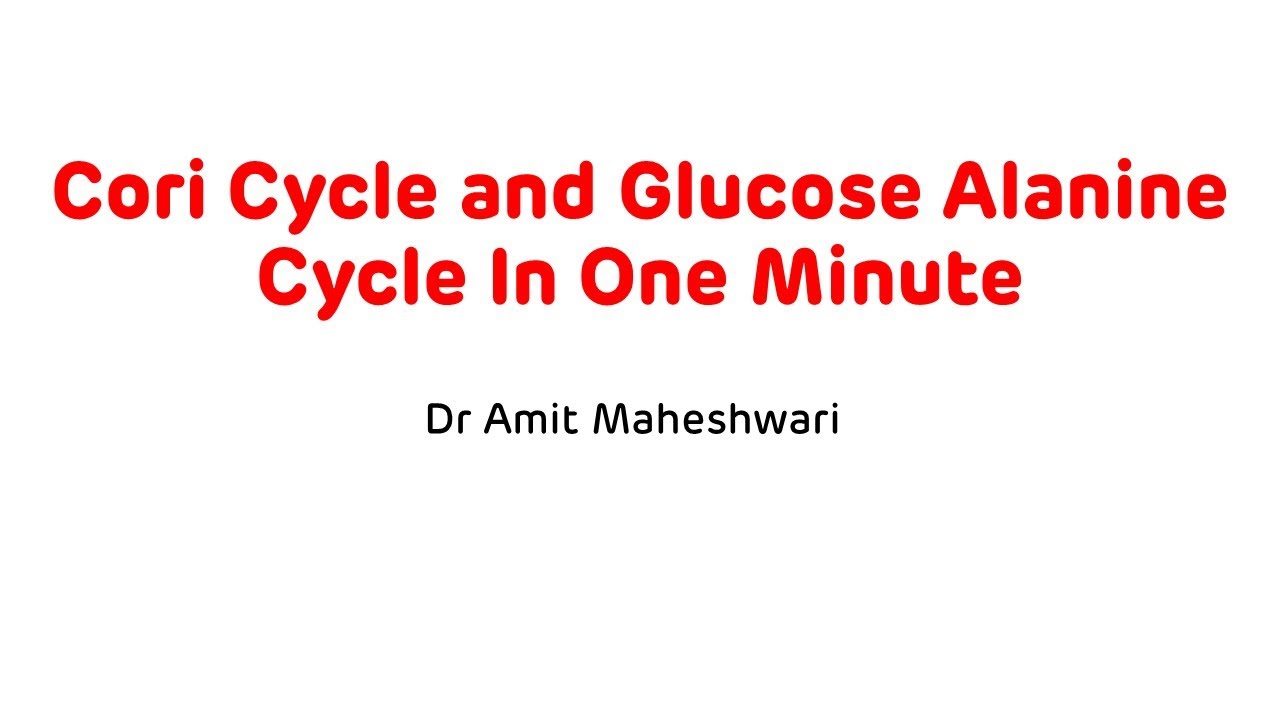 Cori Cycle And Glucose Alanine Cycle In One Minute || Biochemistry ...