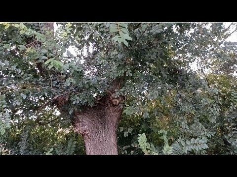 Ulmus minor, olmo, negrillo - Las plantas de Teresa - YouTube