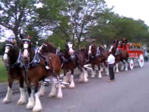 Hallamore Clydesdales - YouTube