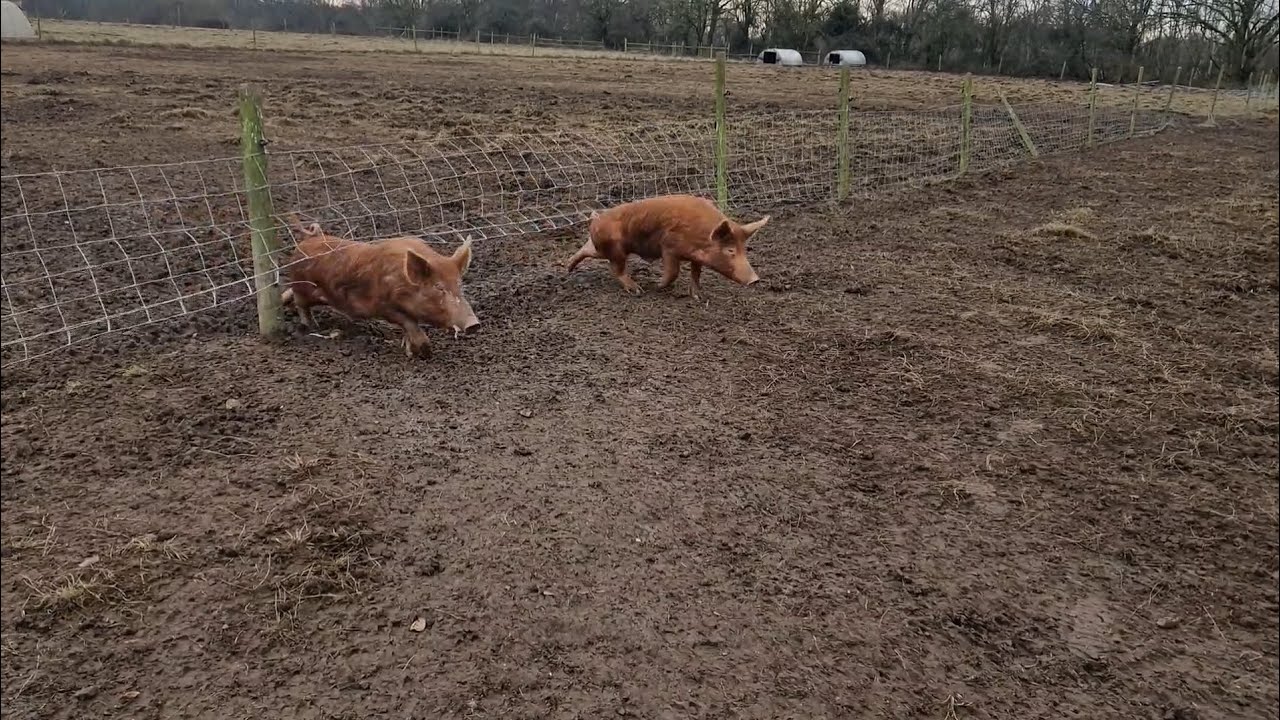 Have we FINALLY contained the Ginger Ninjas? - YouTube