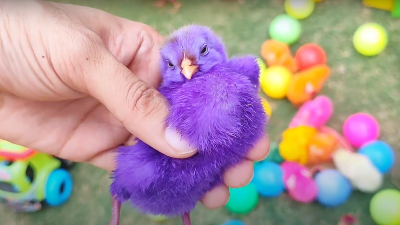 Fun and Playful Chicks in the Lawn l Colorful Chicks Playing with ...