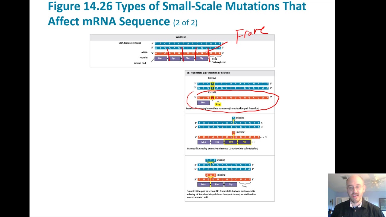 Gene Expression: Mutation - YouTube